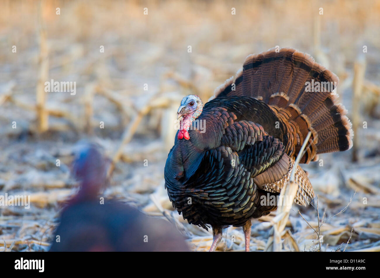 Strutting wild turkey hi-res stock photography and images - Alamy
