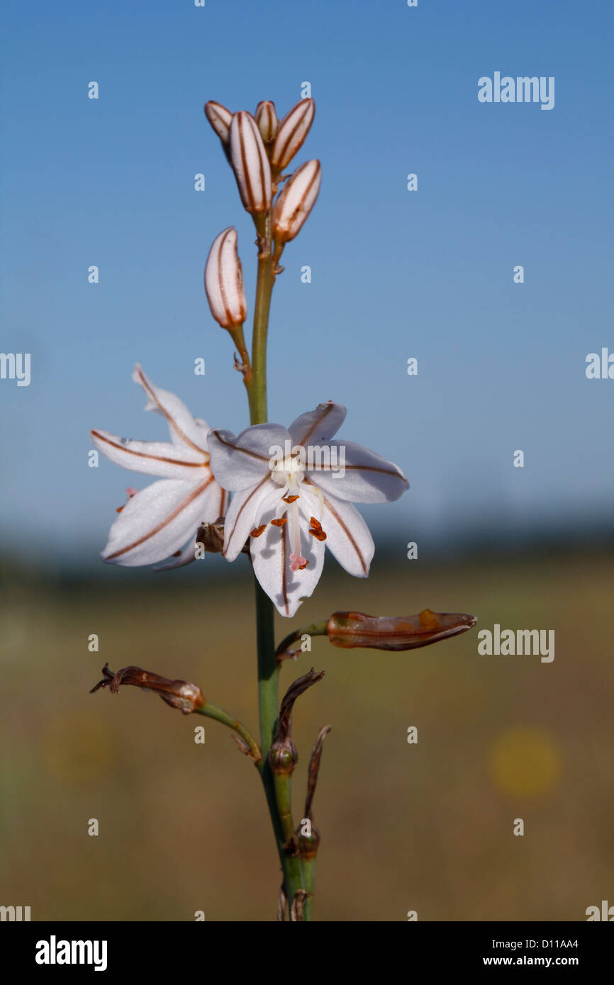 Asphodel flower hi-res stock photography and images - Alamy