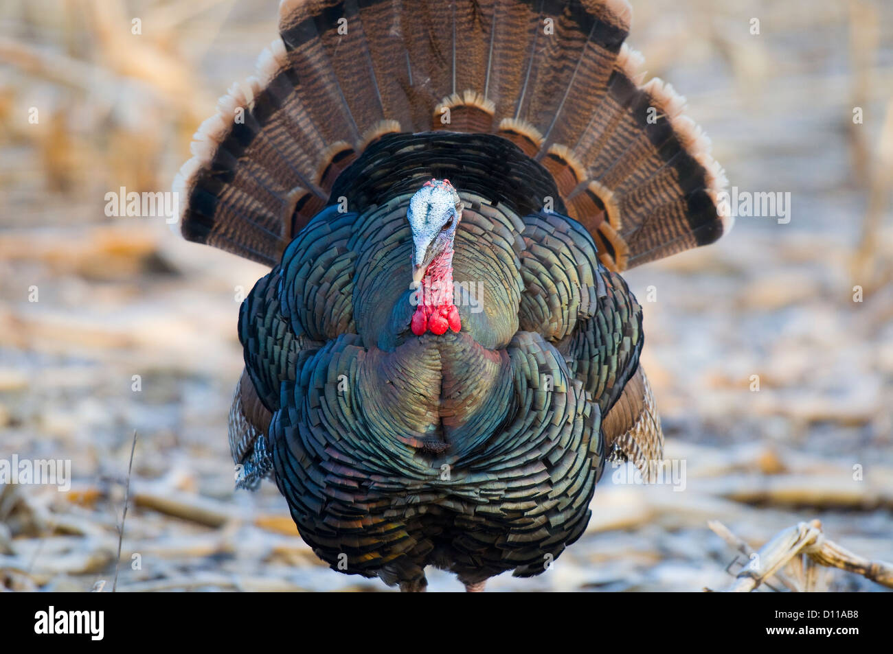 Strutting Wild Turkey Stock Photo - Alamy