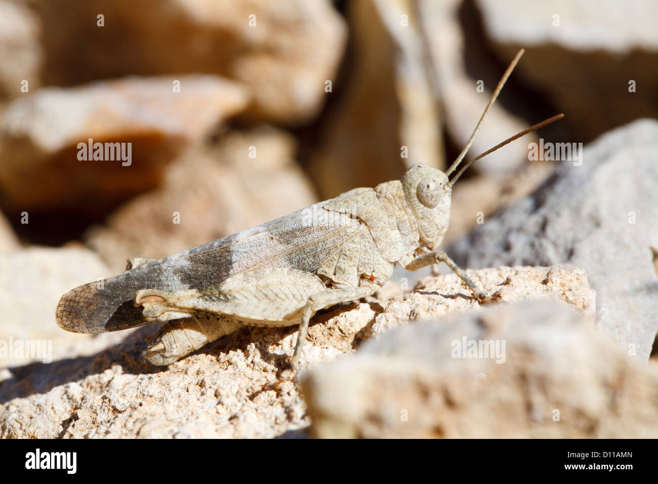 Red winged grasshopper hi-res stock photography and images - Alamy