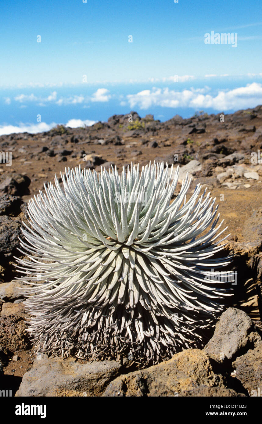 1990s MAUI HAWAII SILVERSWORD PLANT ON LAVA HALEAKALA VOLCANO Stock ...