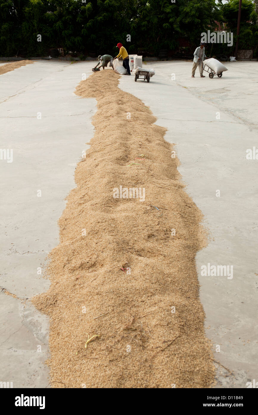 Workers spreading rice to be dried and bagged for export. Cikarang ...