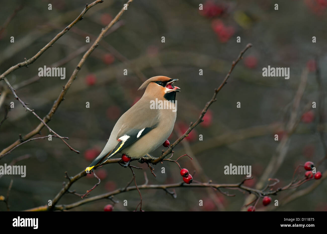 Waxwing eating berry Stock Photo - Alamy