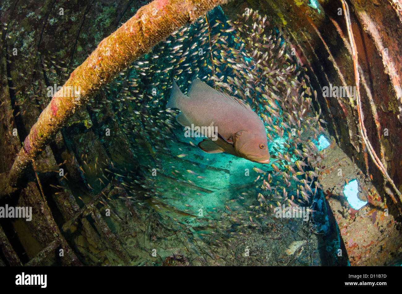 Grouper hunting glass fish inside the small shipwreck, Hamata, Red Sea ...