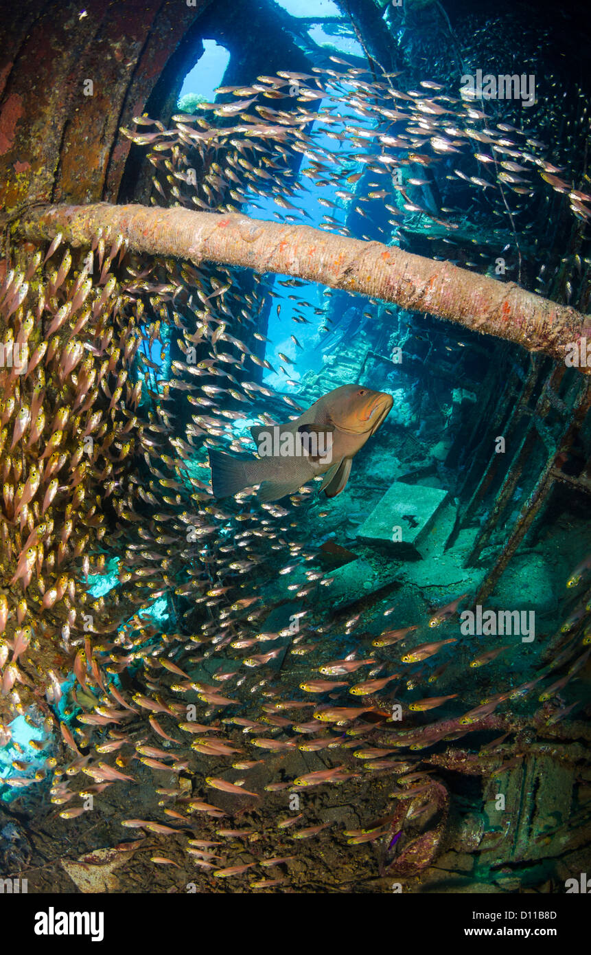 Grouper hunting glass fish inside the small shipwreck, Hamata, Red Sea ...