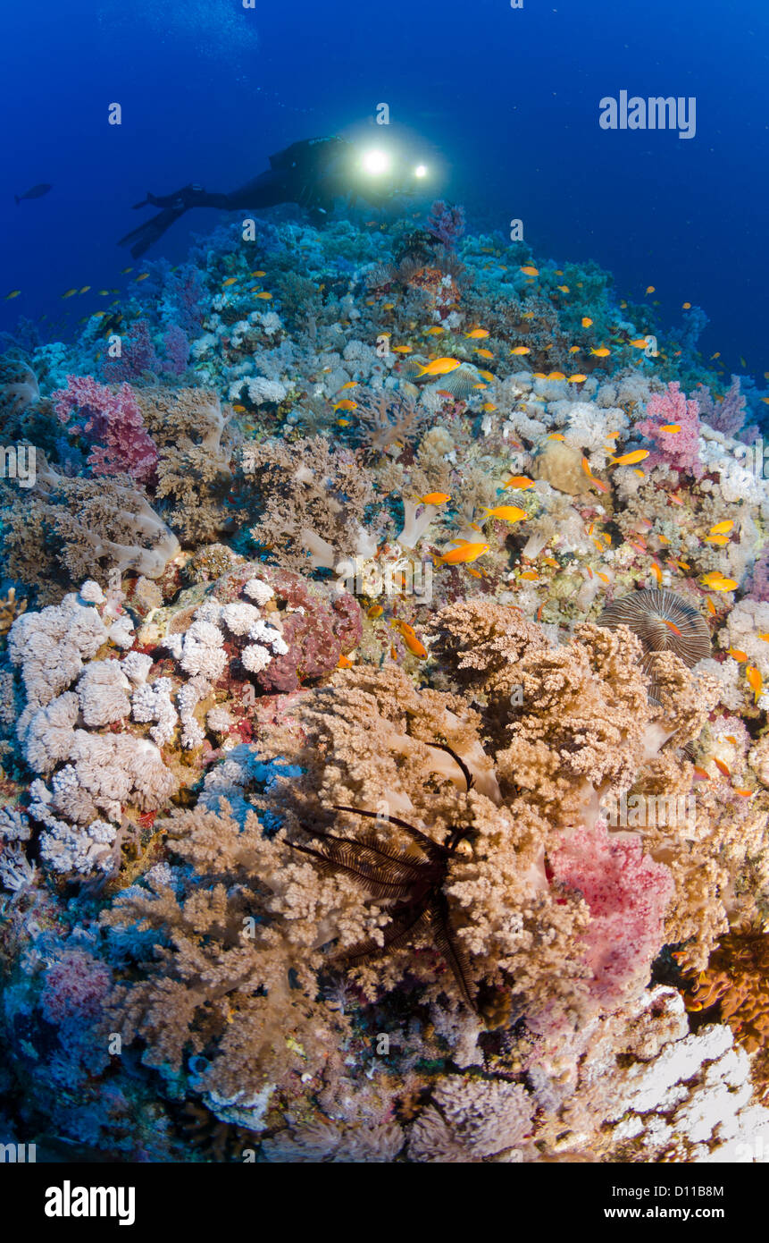 Typical Red Sea coral reef, Elphinstone Reef, Marsa Alam, Egypt, Red ...