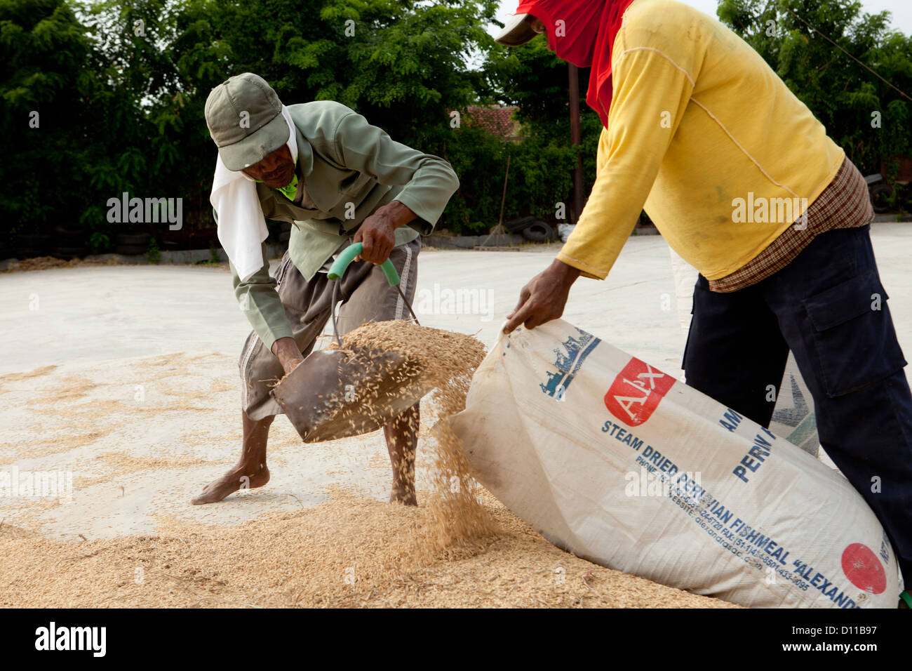 Workers spreading rice to be dried and bagged for export. Cikarang ...