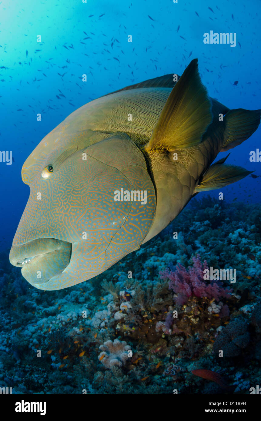 Red sea wrasse fish hi-res stock photography and images - Alamy