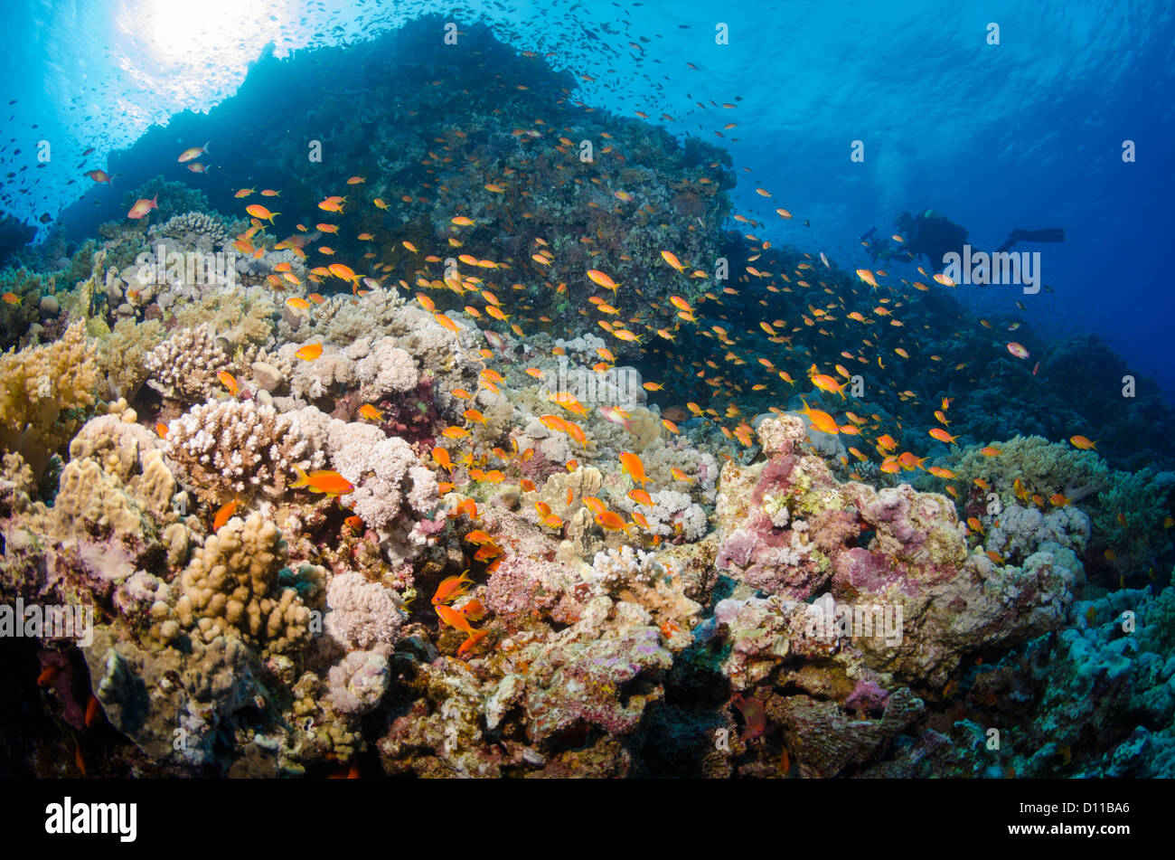 Typical Red Sea coral reef, Elphinstone Reef, Marsa Alam, Egypt, Red ...