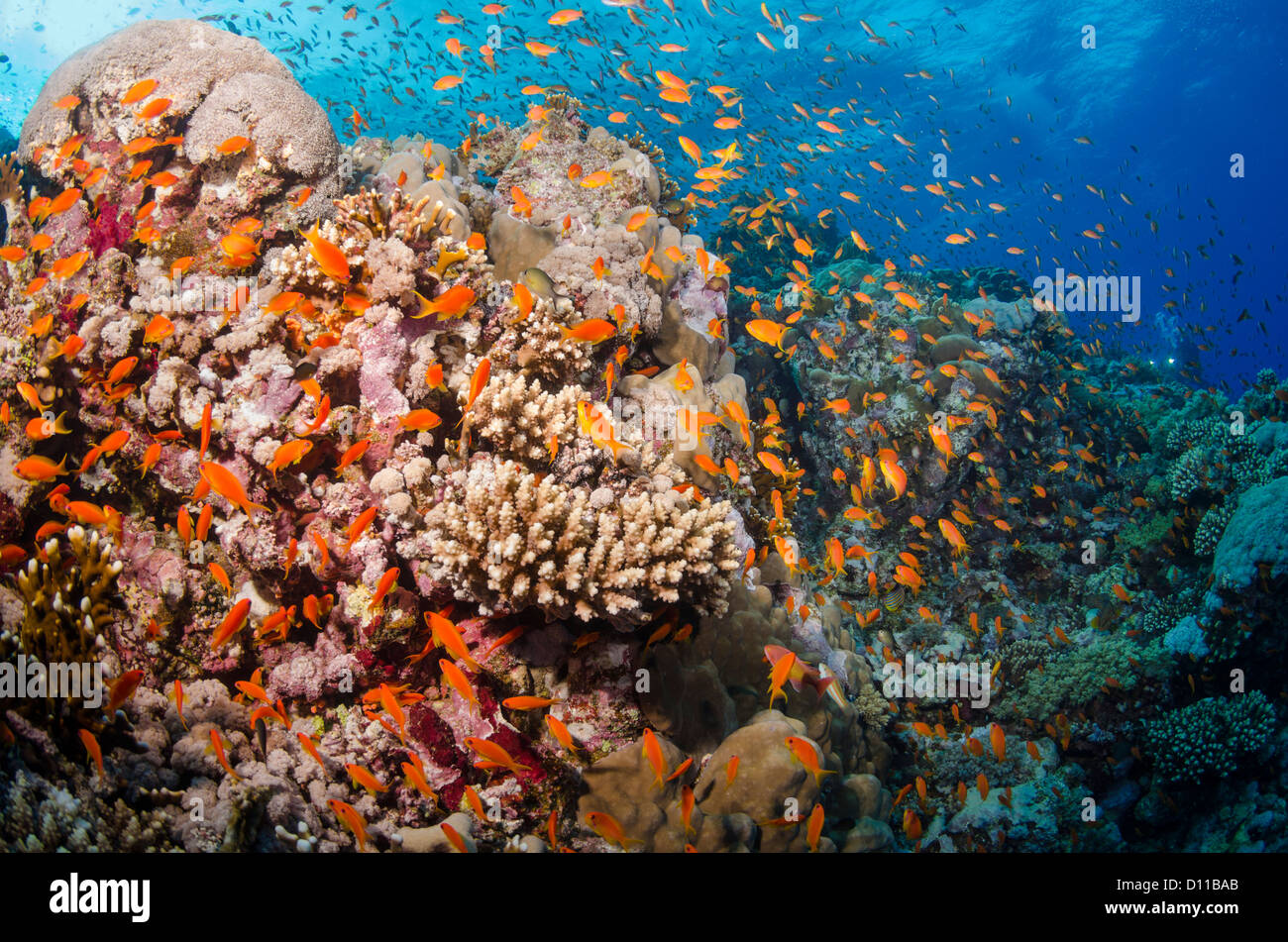 Typical Red Sea coral reef, Elphinstone Reef, Marsa Alam, Egypt, Red ...