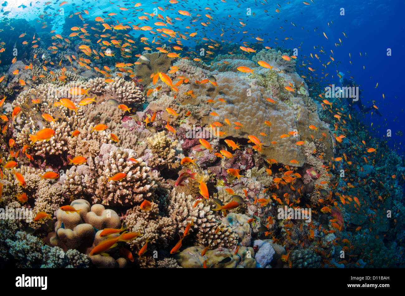 Typical Red Sea coral reef, Elphinstone Reef, Marsa Alam, Egypt, Red ...
