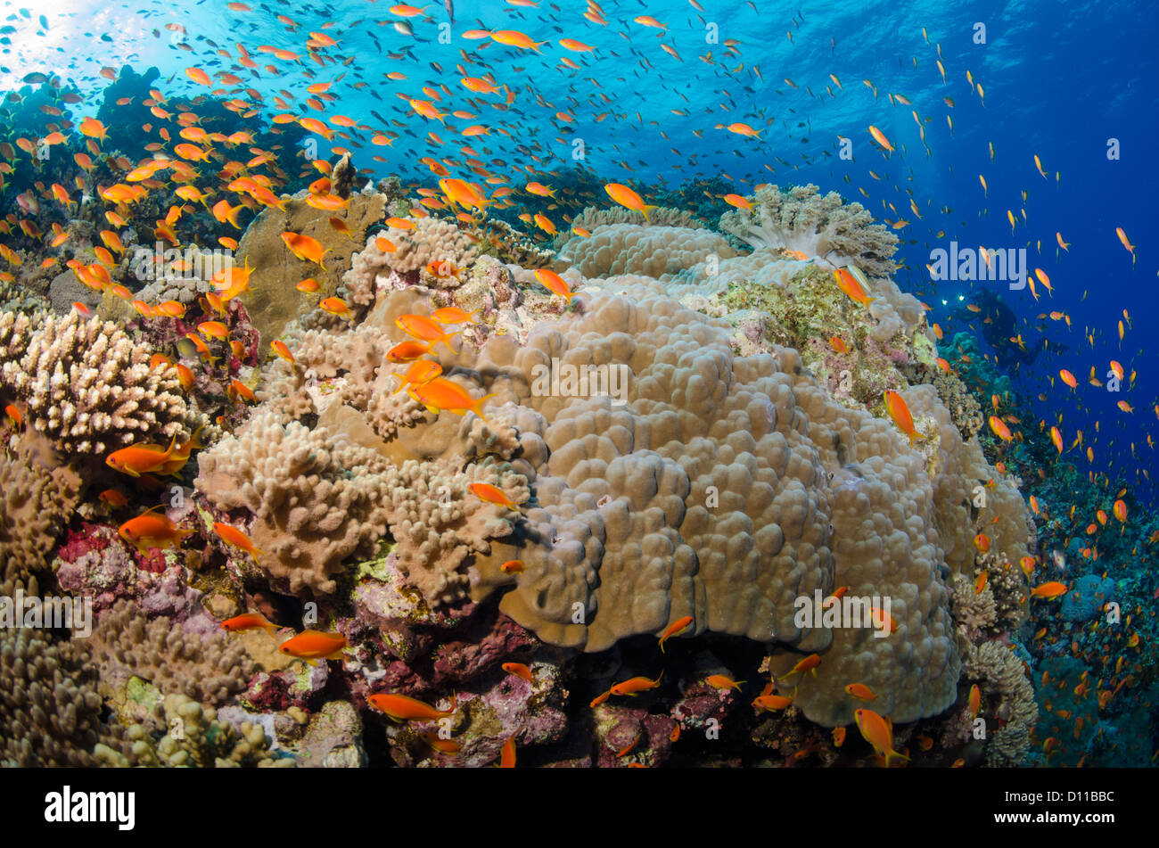 Off Marsa Alam High Resolution Stock Photography and Images - Alamy