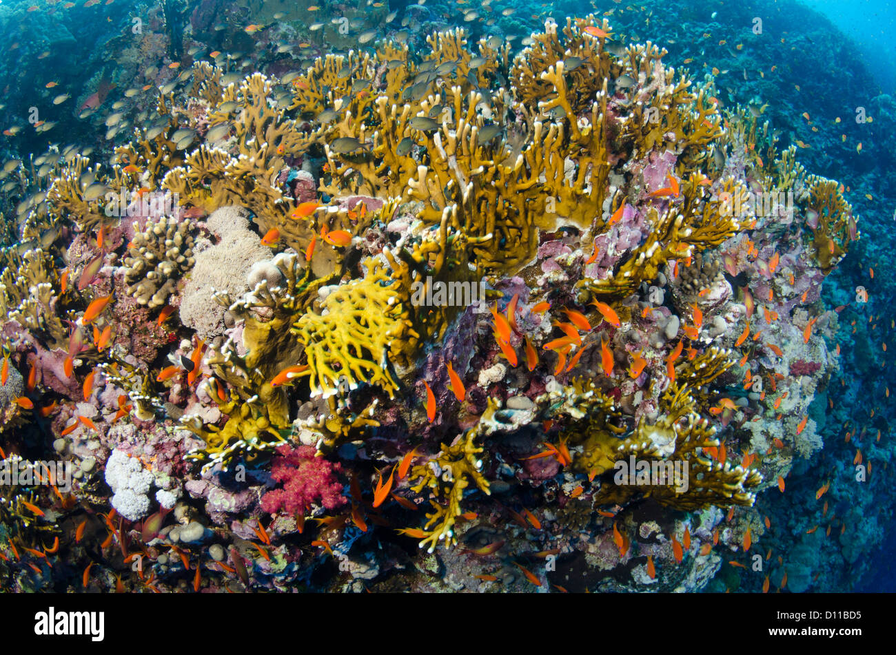 Typical Red Sea coral reef, Elphinstone Reef, Marsa Alam, Egypt, Red ...