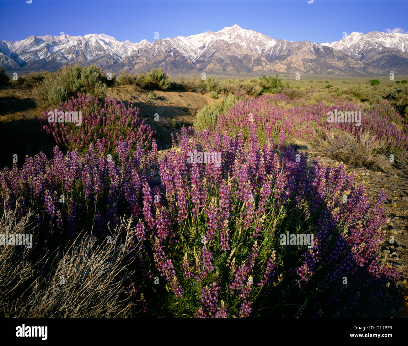 1990s PURPLE SPRING FLOWERS EASTERN SIERRA RANGE OF MOUNTAINS ...