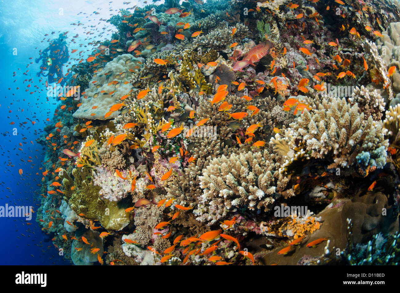 Typical Red Sea coral reef, Elphinstone Reef, Marsa Alam, Egypt, Red ...