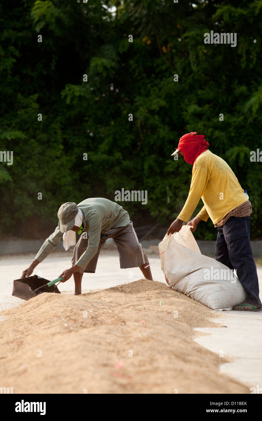 Workers spreading rice to be dried and bagged for export. Cikarang ...