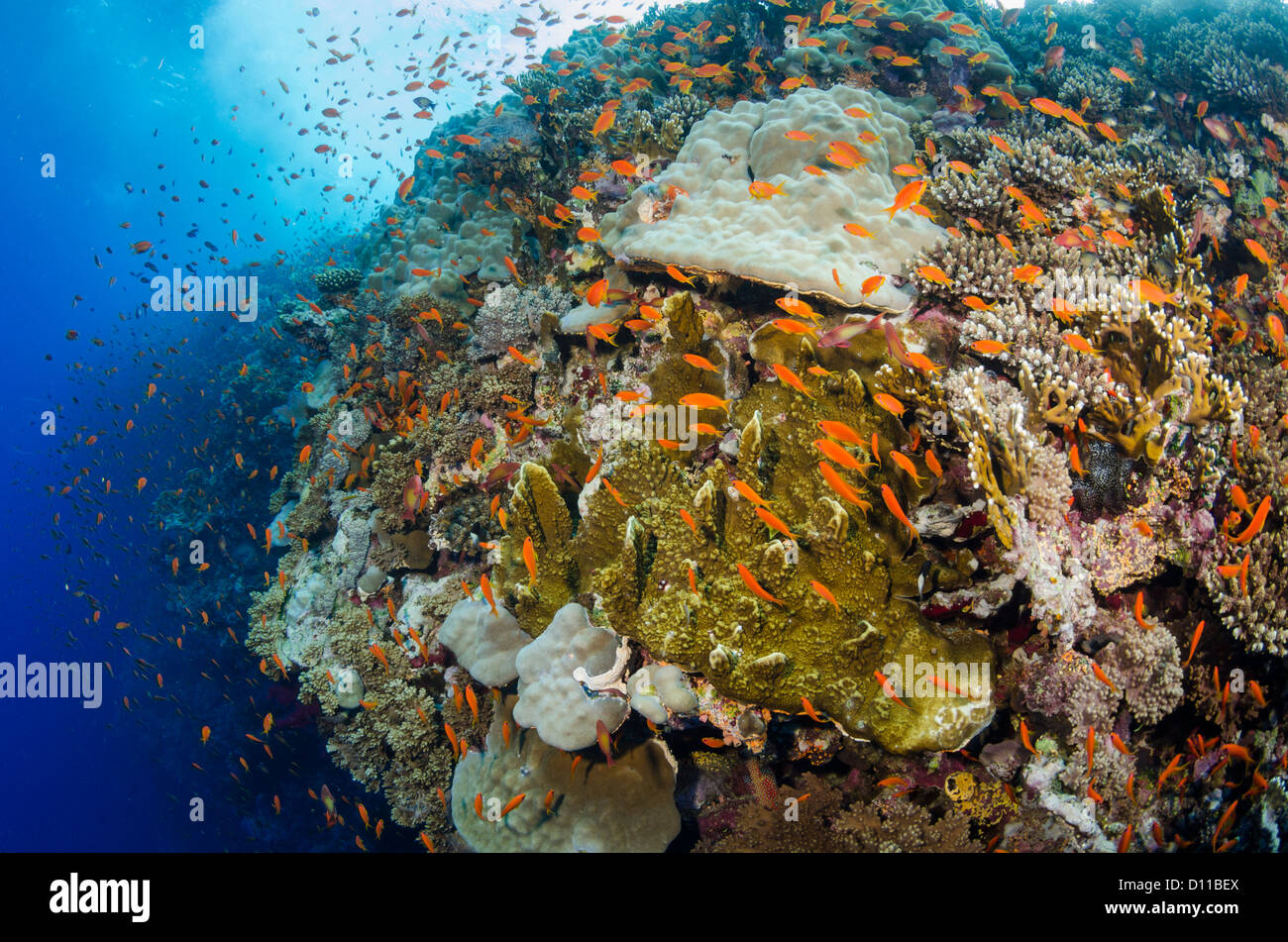 Typical Red Sea coral reef, Elphinstone Reef, Marsa Alam, Egypt, Red ...