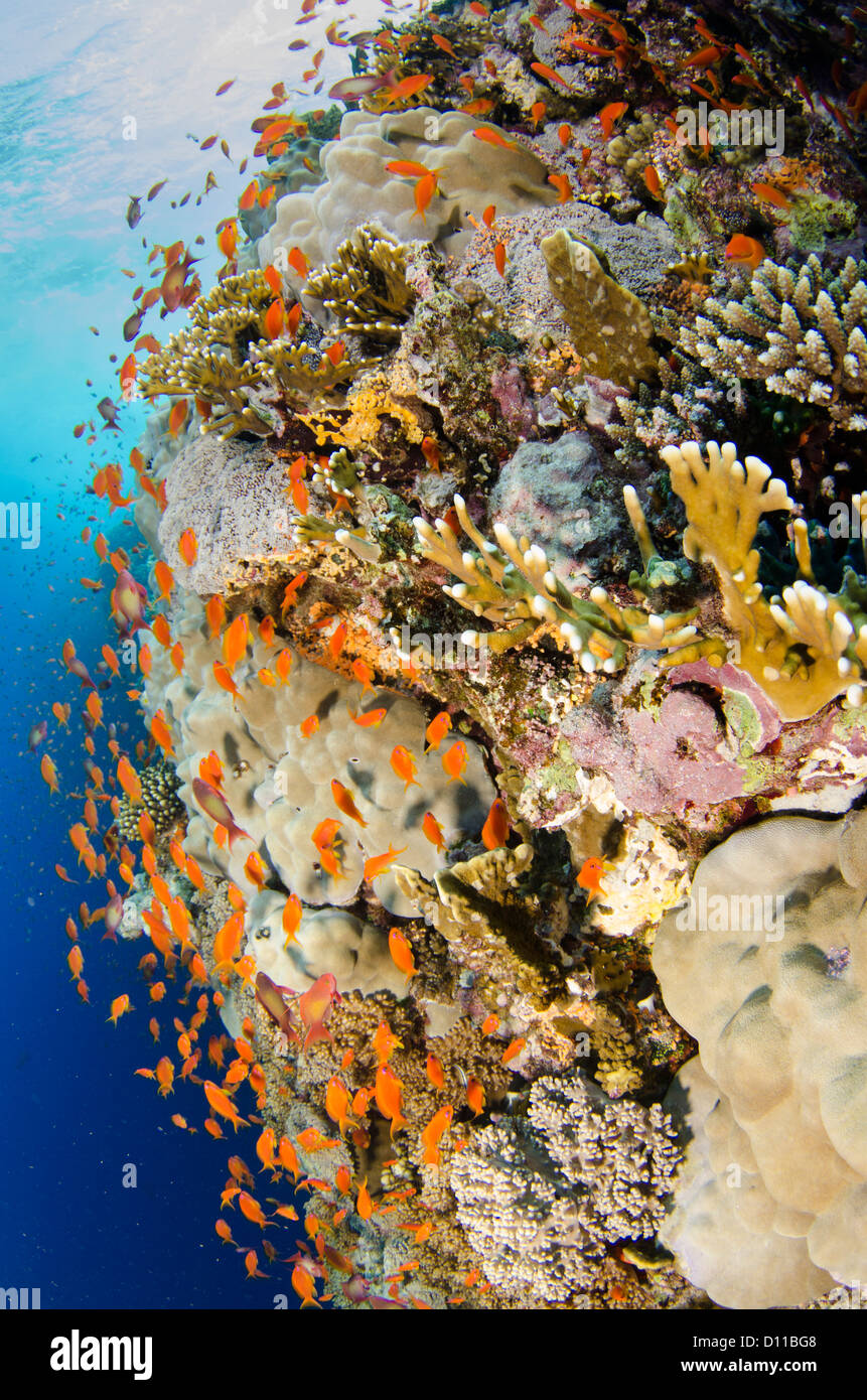 Typical Red Sea coral reef, Elphinstone Reef, Marsa Alam, Egypt, Red ...