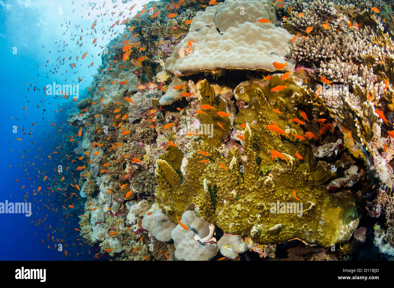 Typical Red Sea coral reef, Elphinstone Reef, Marsa Alam, Egypt, Red ...