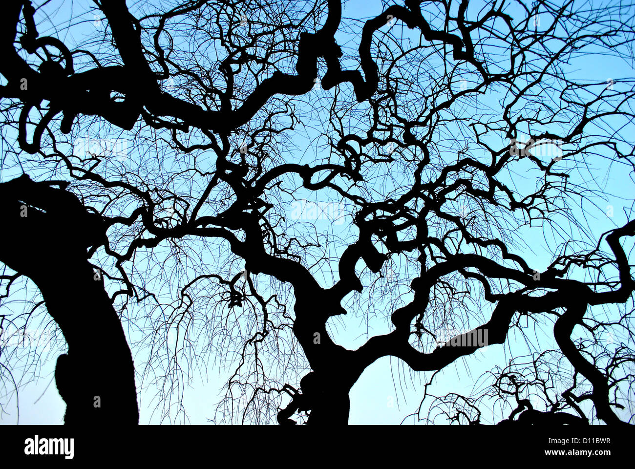 Leafless tree hi-res stock photography and images - Alamy