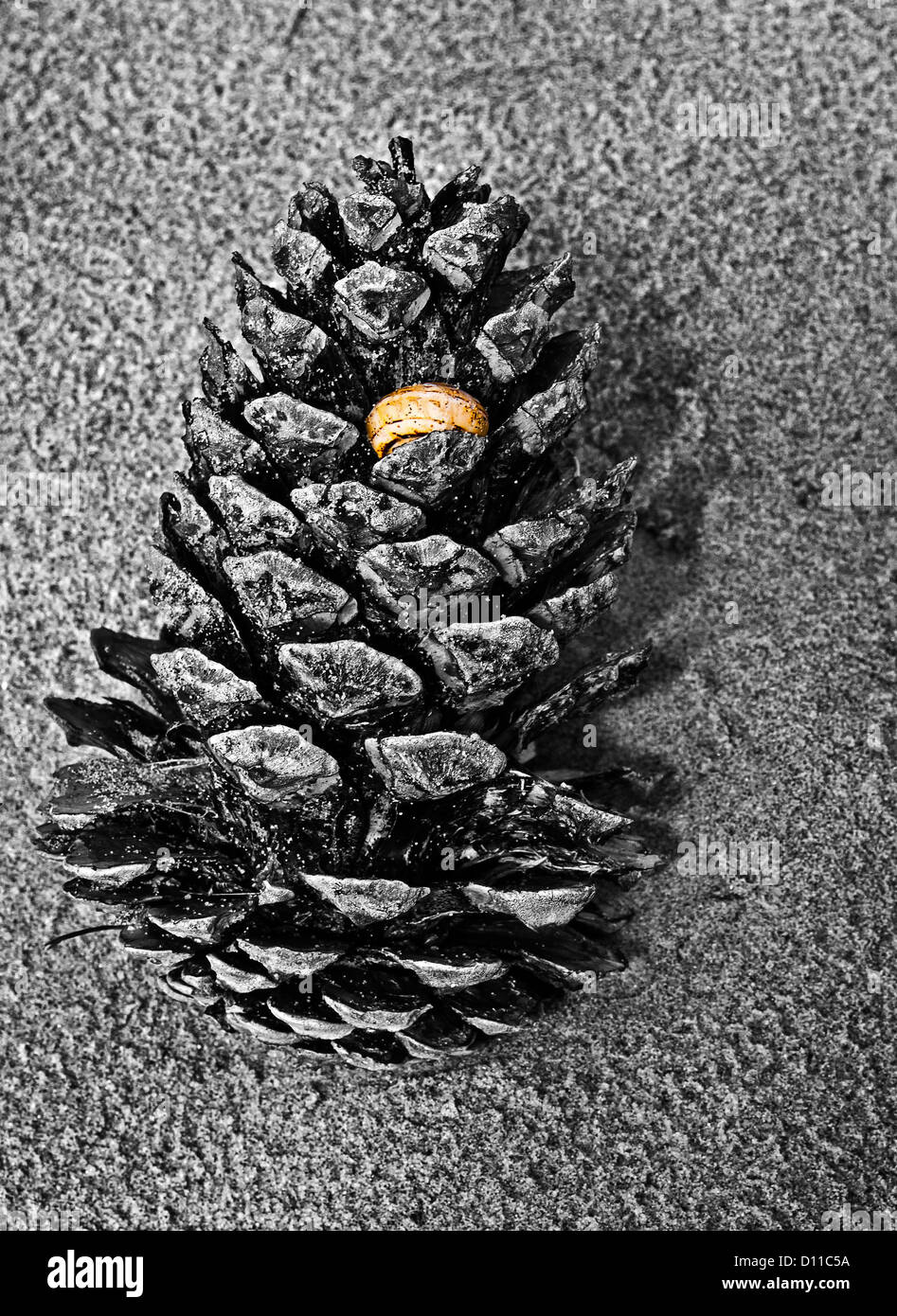 Cone snail hi-res stock photography and images - Alamy