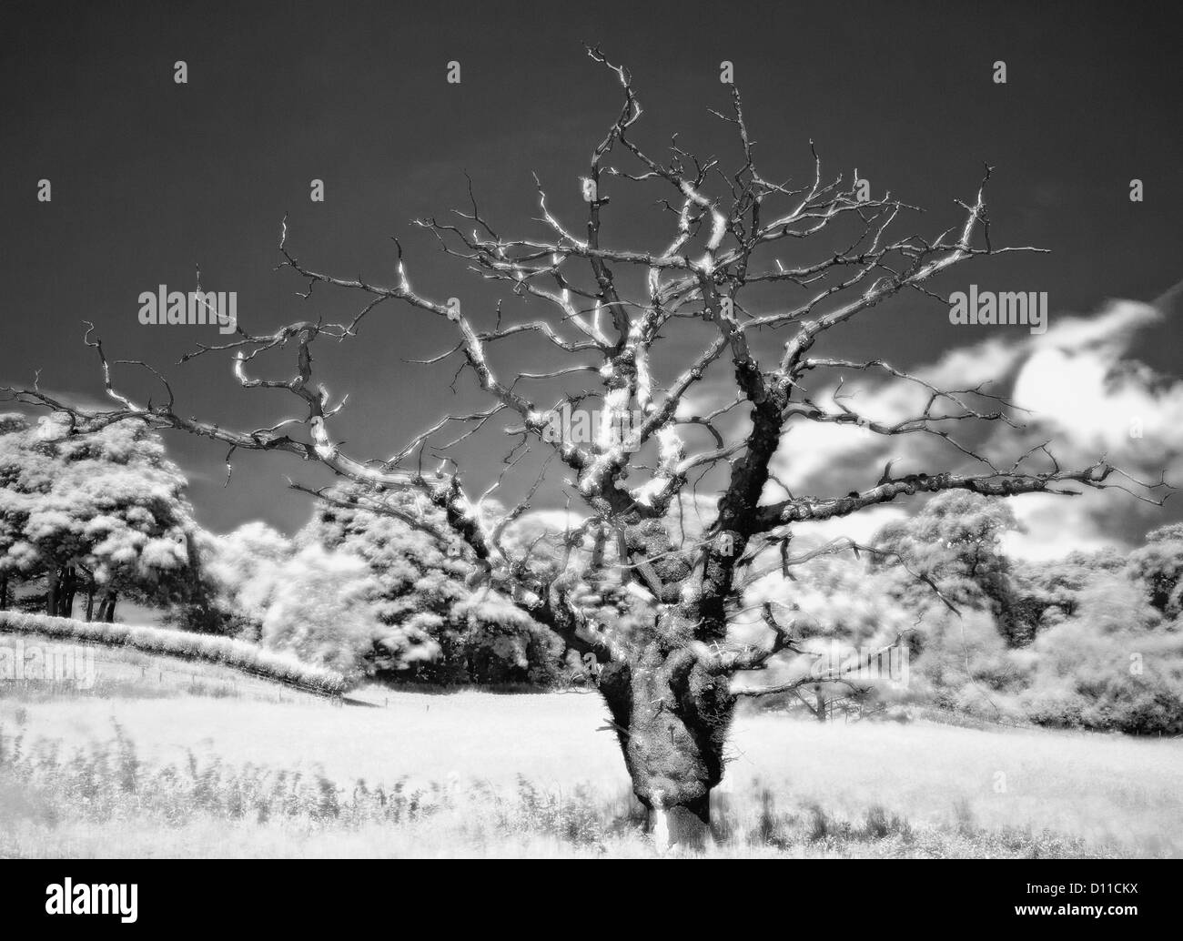 Infrared tree, Cuerdan Valley, Leyland Stock Photo - Alamy