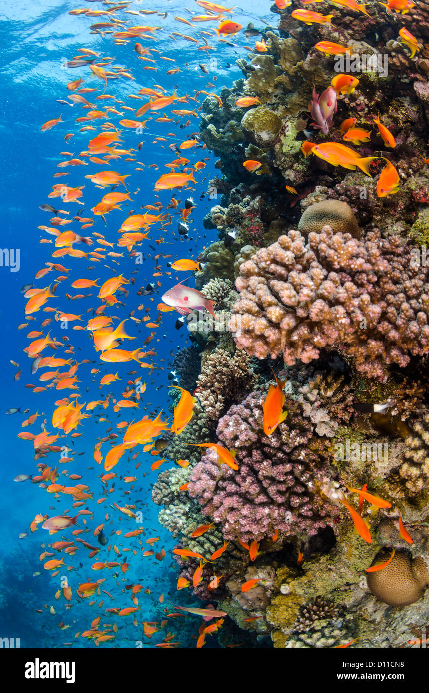 Red Sea coral reef, Safaga, Egypt, Red Sea, Indian Ocean Stock Photo ...