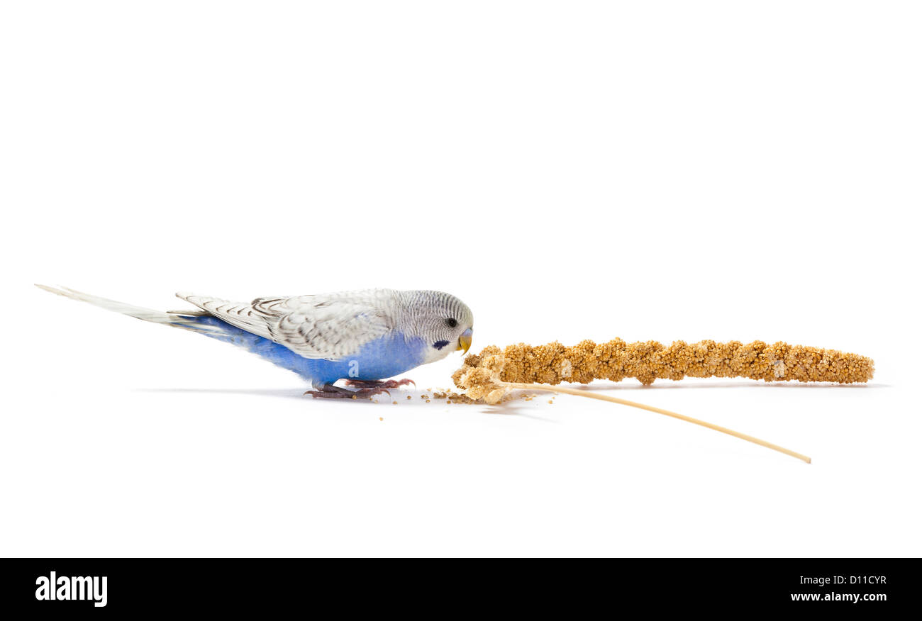 Blue parakeet hi-res stock photography and images - Alamy Blue parakeet hi-res stock photography and images - Alamy