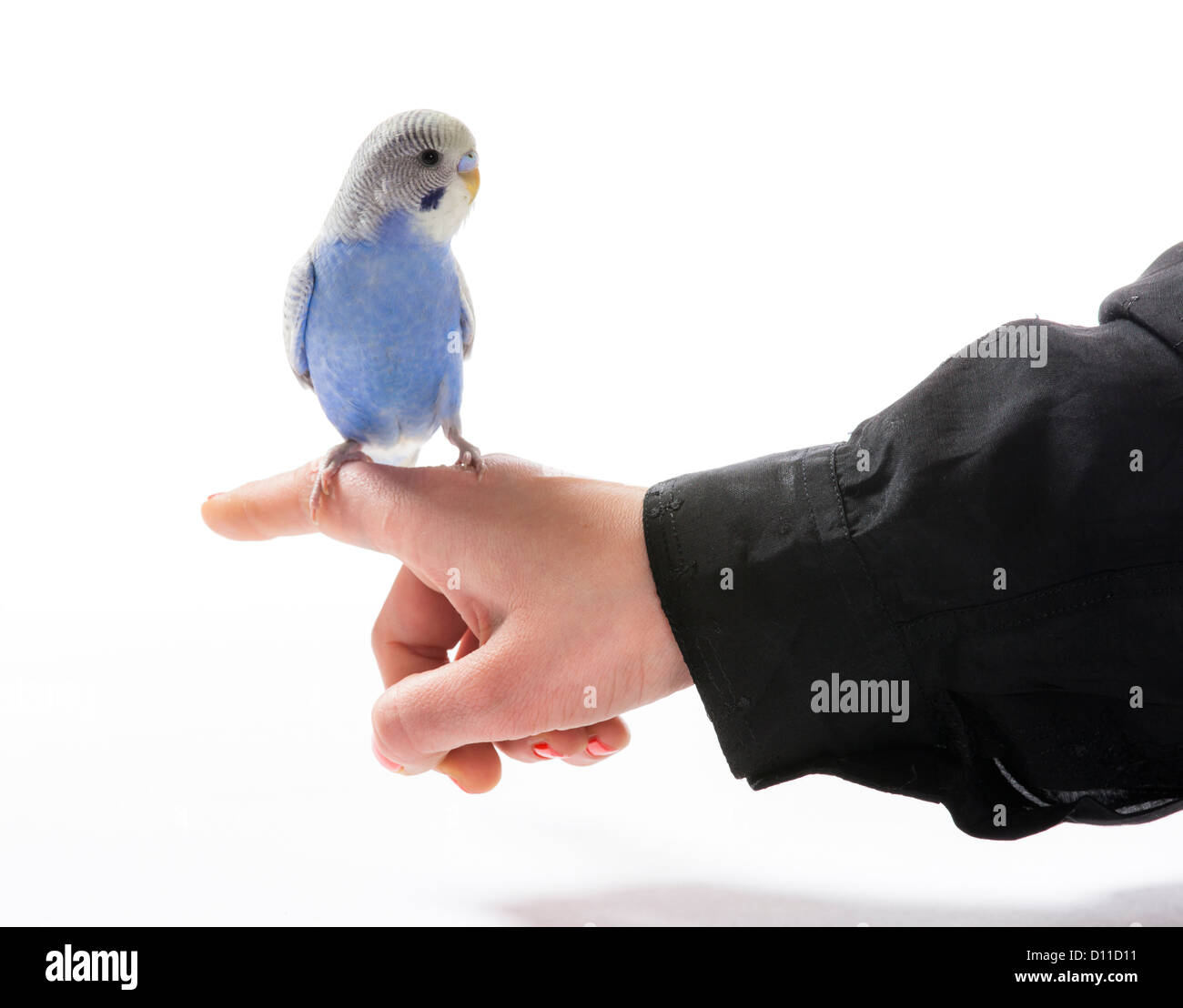 Bird sitting on hand hi-res stock photography and images - Alamy