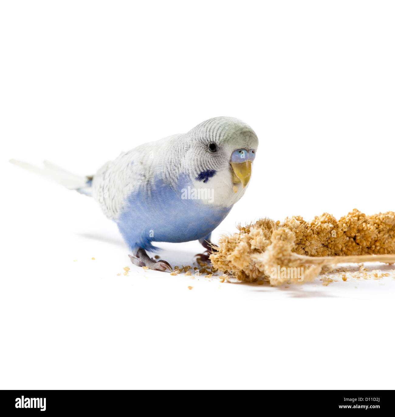 Blue parakeet eating millet Stock Photo - Alamy