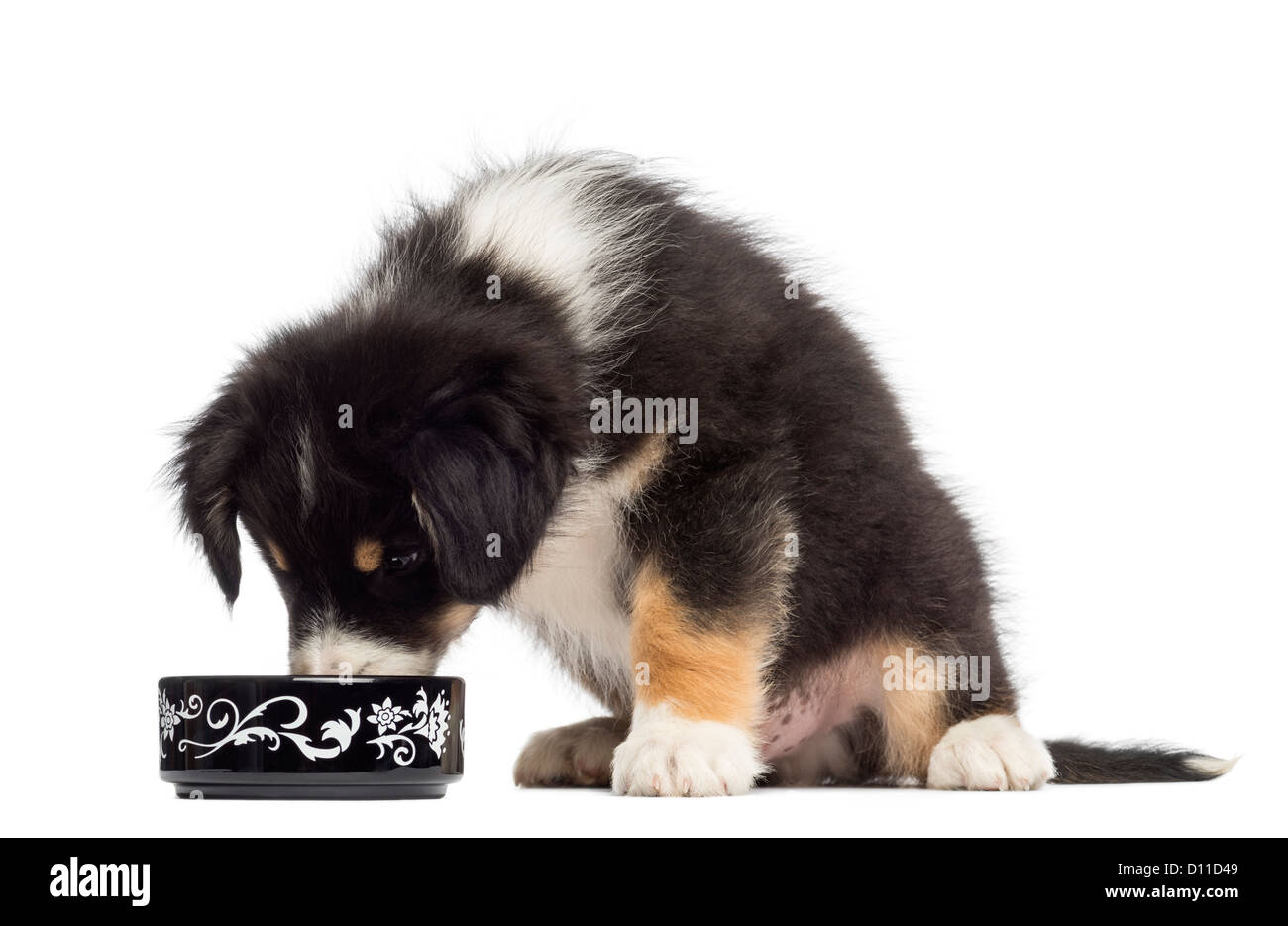 Australian Shepherd puppy, 2 months old, sitting and eating from bowl ...