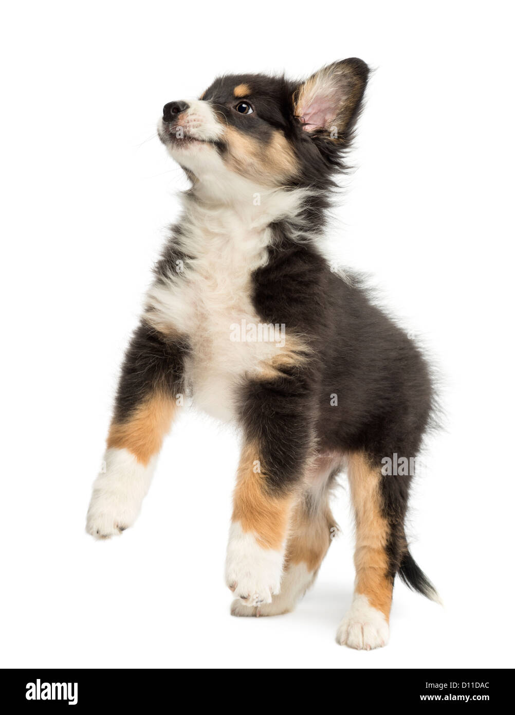Australian Shepherd puppy, 2 months old, on hind legs and looking up ...