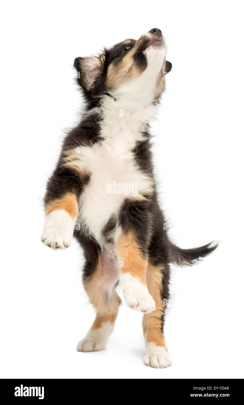 Australian Shepherd puppy, 2 months old, on hind legs and looking up ...