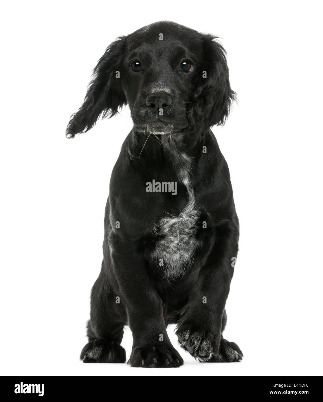 Working cocker spaniel hi-res stock photography and images - Alamy