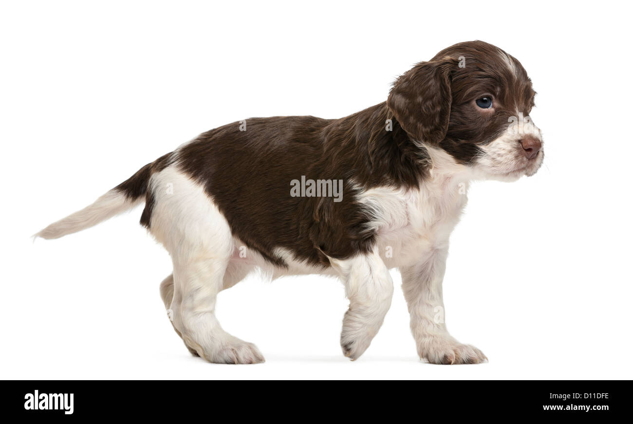 English Springer Spaniel, 5 weeks old, walking against white background ...