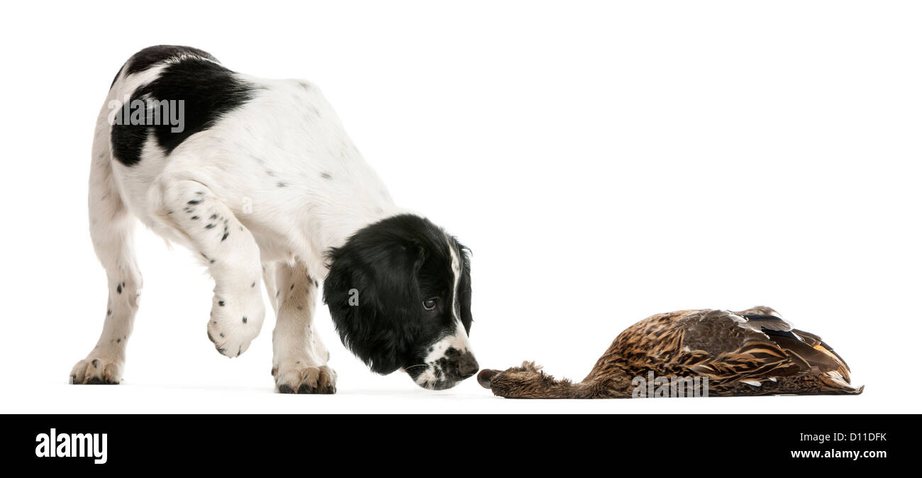 English Springer Spaniel sniffing a dead duck against white background ...