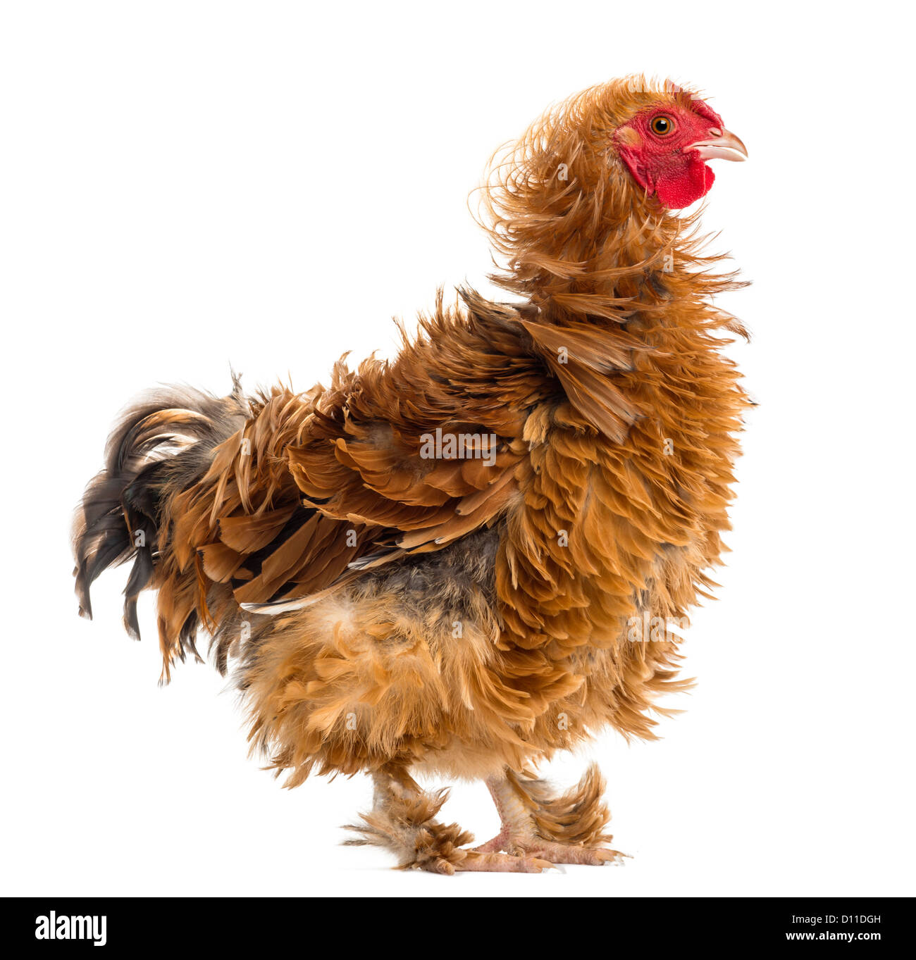 Crossbreed rooster, a mix of Pekin and Wyandotte, against white ...