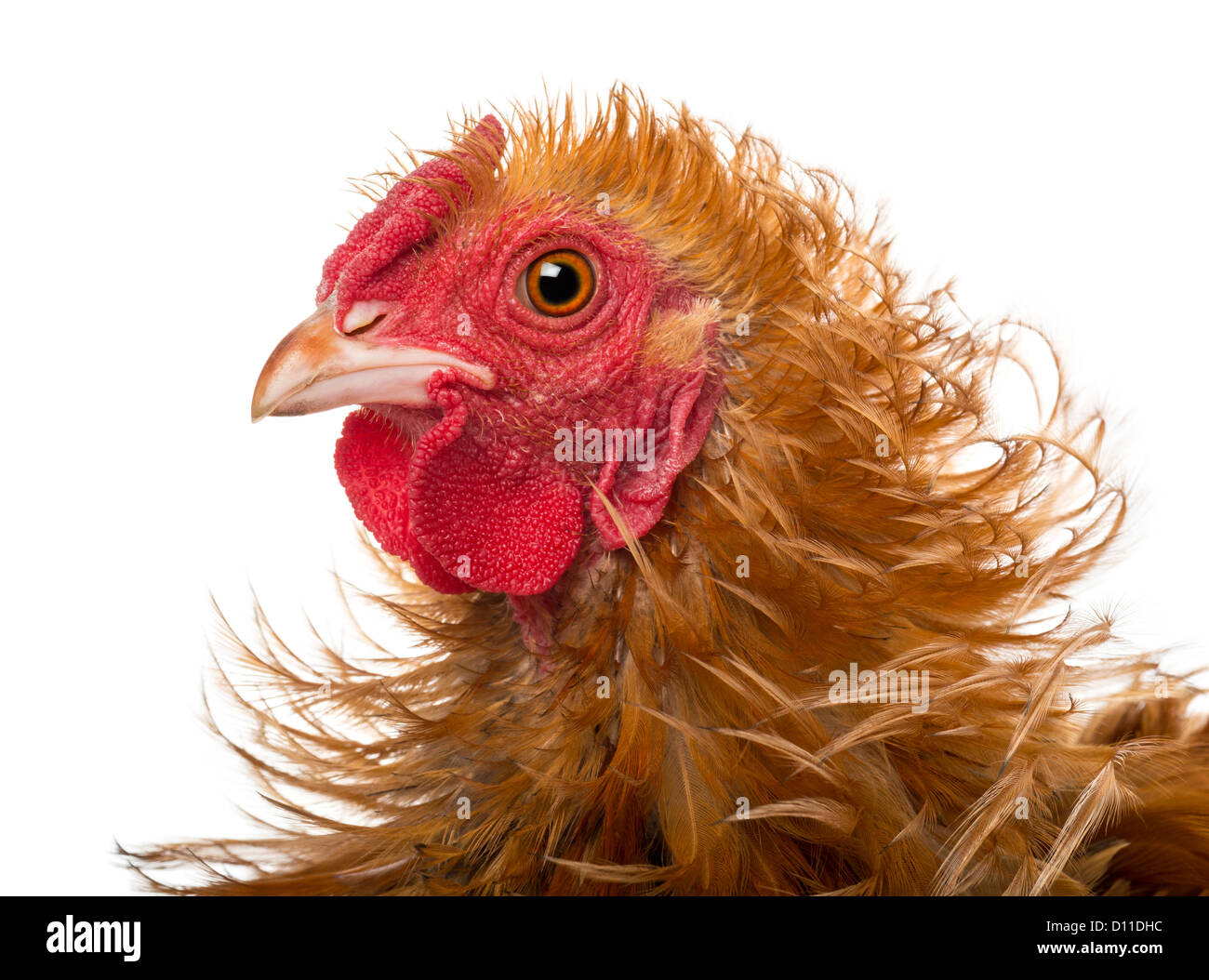 Crossbreed rooster, a mix of Pekin and Wyandotte, against white ...