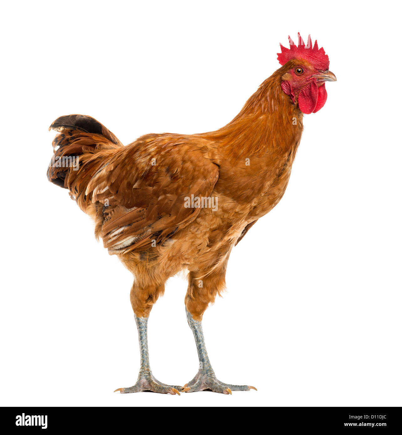 Braekel chicken hi-res stock photography and images - Alamy