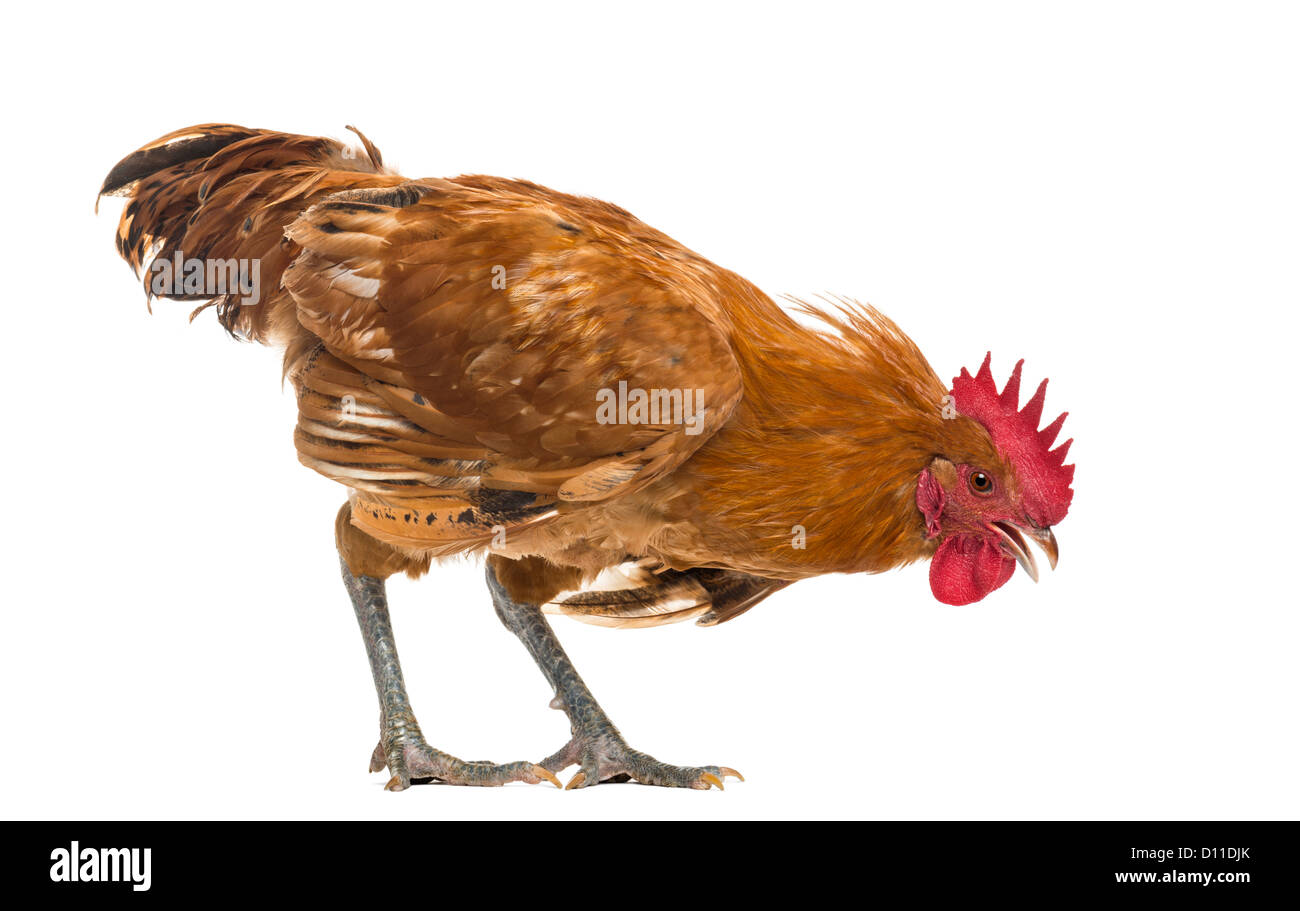 Rooster posture hi-res stock photography and images - Alamy