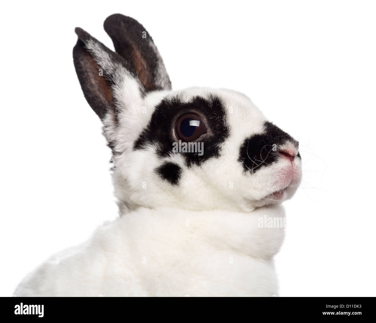Close-up of Dalmatian rabbit, Oryctolagus cuniculus, against white ...