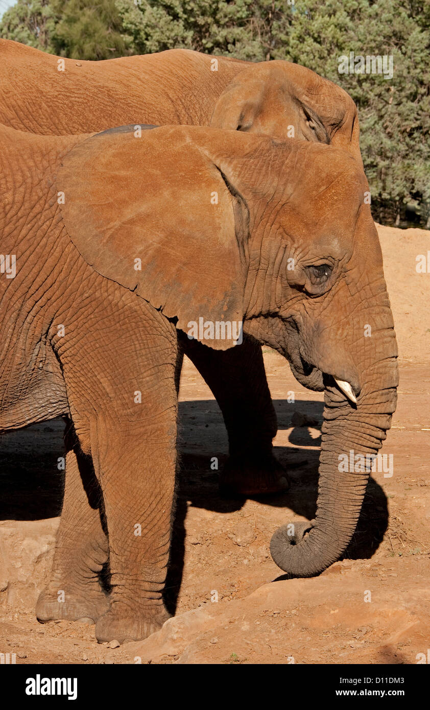 Asian elephant at Taronga Western Plains zoo, Dubbo, western NSW ...