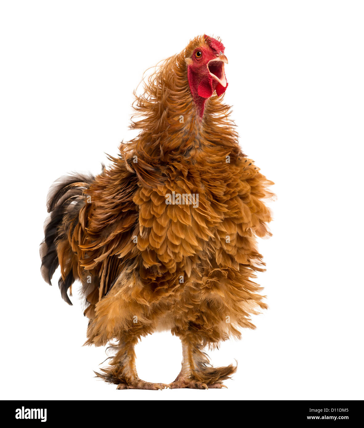 Crossbreed rooster, a mix of Pekin and Wyandotte, crowing against white ...