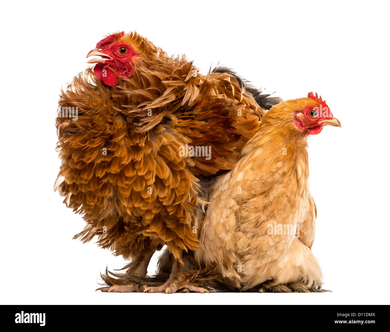 Crossbreed rooster, a mix of Pekin and Wyandotte, standing next to ...