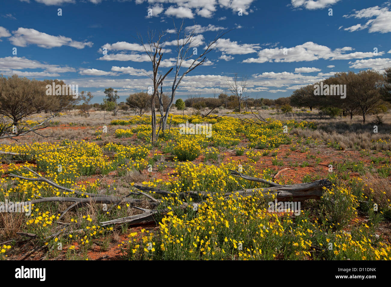 Australian outback landscape with yellow wildflowers - Senencio ...