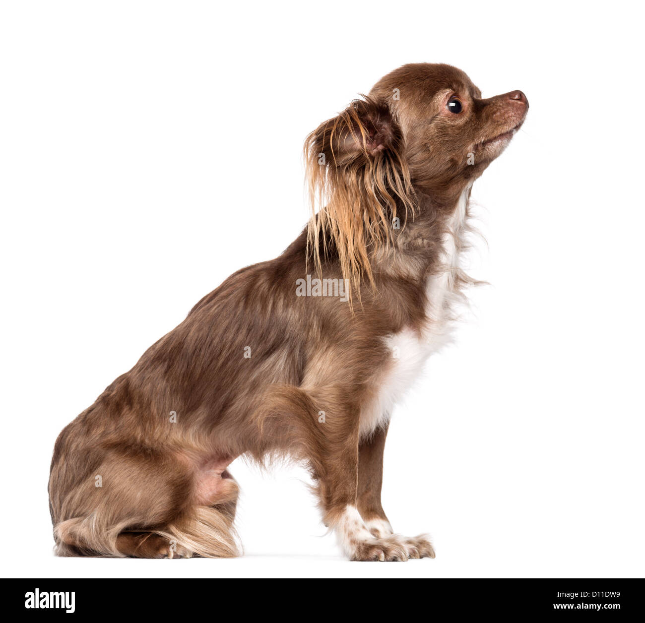 Side view of a Chihuahua sitting and looking up against white ...