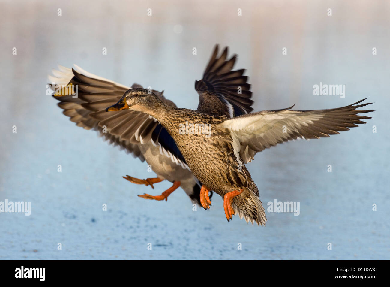 Pair of Landing Mallards Stock Photo - Alamy