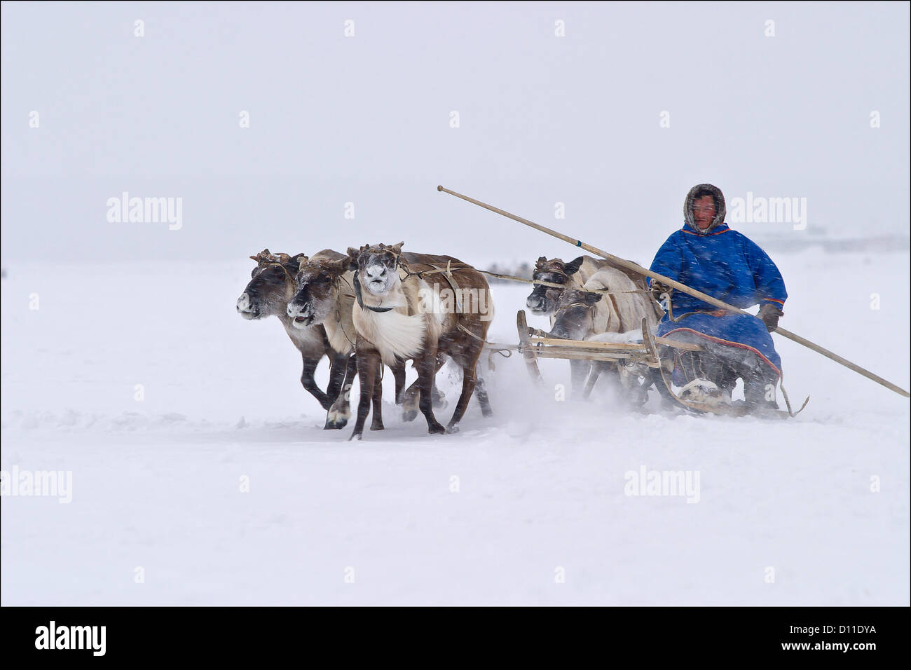 Feb. 29, 2004 - Nadym, Russia - Nadymsky region of Yamalo-Nenets ...
