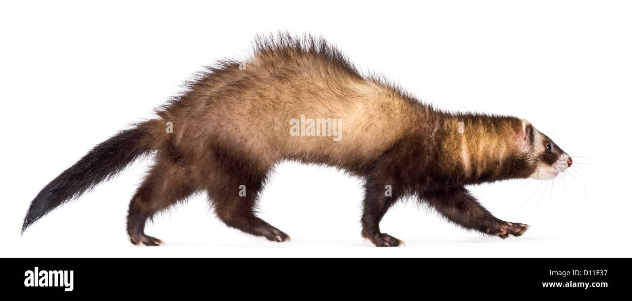 Side view of a Ferret, Mustela putorius furo, 7 months old, walking ...