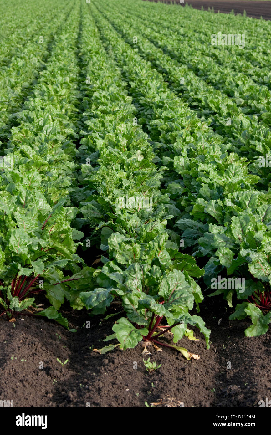Rows of beetroot, with vivid emerald green leaves growing in fertile ...